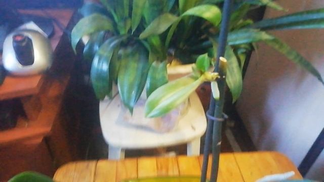 Орхидея сушит цветонос на котором растёт детка. План спасения