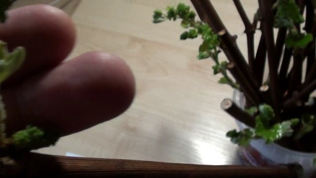 Сделайте это обязательно с чубуками при укоренении