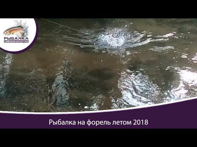 Рыбалка на Форель, однажды летом 2018, Лен. область.