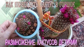 Как пересадить кактус в горшок.Размножение кактусов детками.Potted cactus