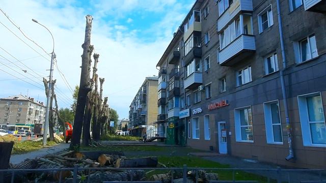 Проспект Дзержинского. Пилят тополя. Новосибирск. 13.08.24.