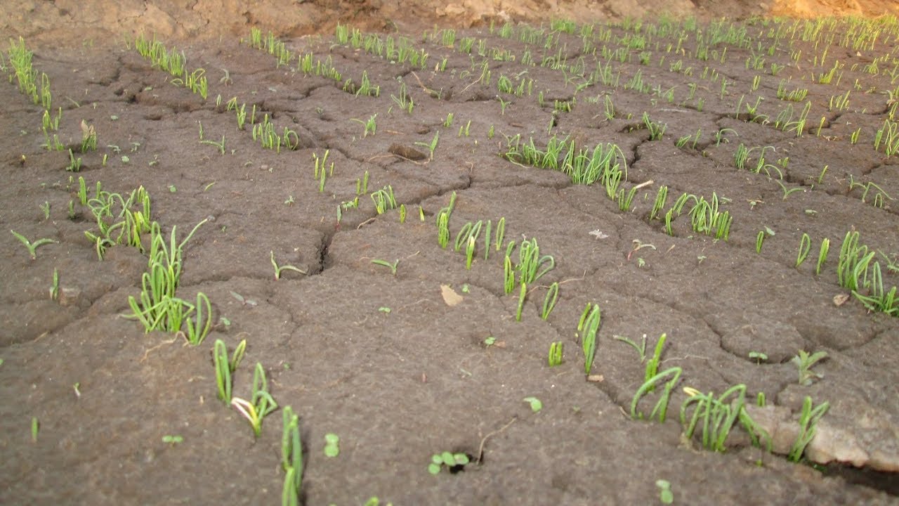 Лук чернушка выращивание