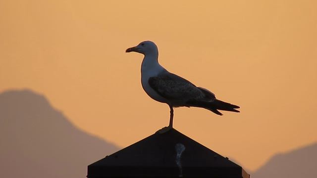 Чайка не петух, она будит хохотом