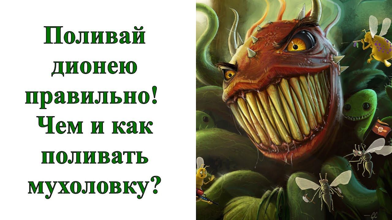 Поливай дионею правильно! Чем и как поливать венерину мухоловку?