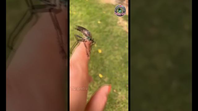 А какие у вас комары?