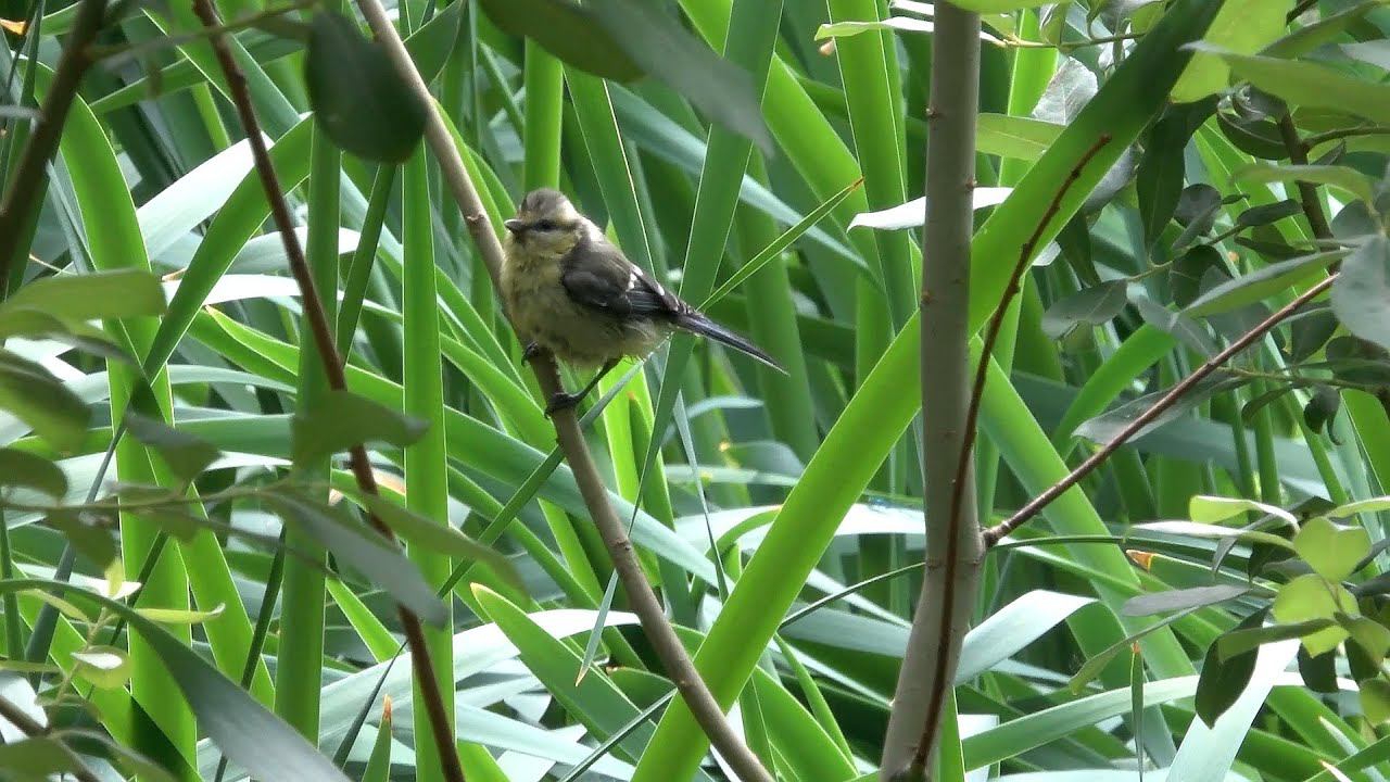 Синица лазоревка