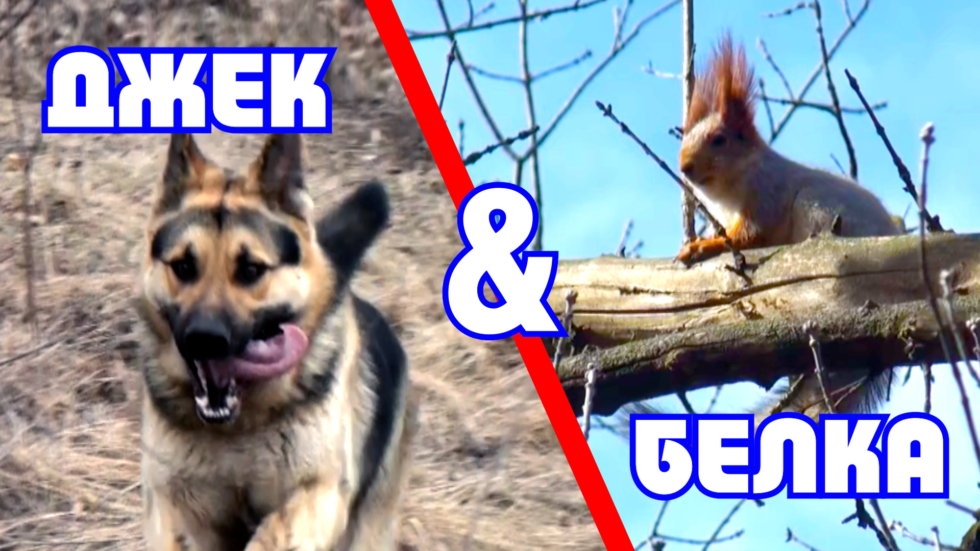 ДЖЕК & БЕЛКА