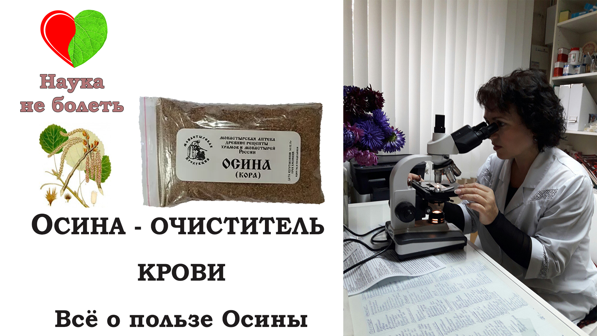 ОСИНА - ОЧИСТИТЕЛЬ КРОВИ  -||- ВСЕ ОБ ОСИНЕ -||- КОРА ОСИНЫ ЛЕЧЕНИЕ