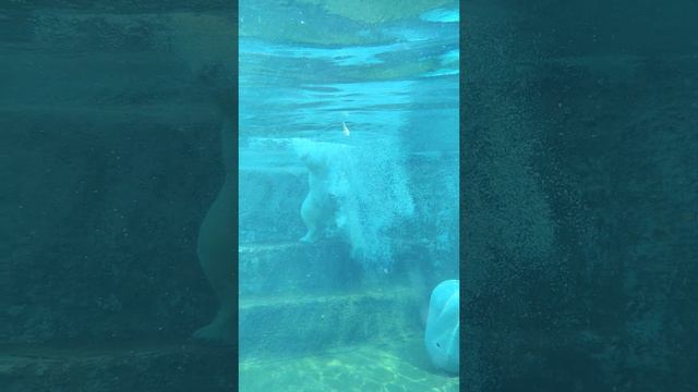 Белый Мишка в Московском зоопарке