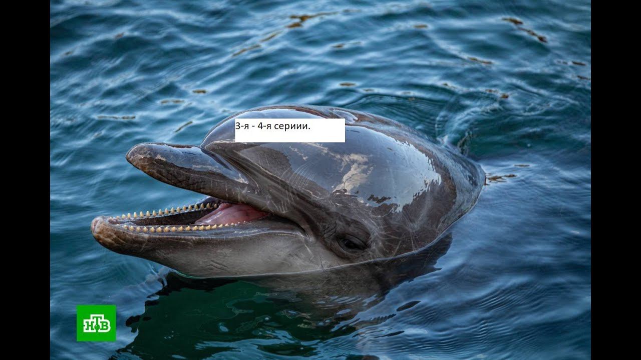 Сериал «Дельфин» 2 ой сезон (новые серии) 3 я – 4 я серии  Анонс.