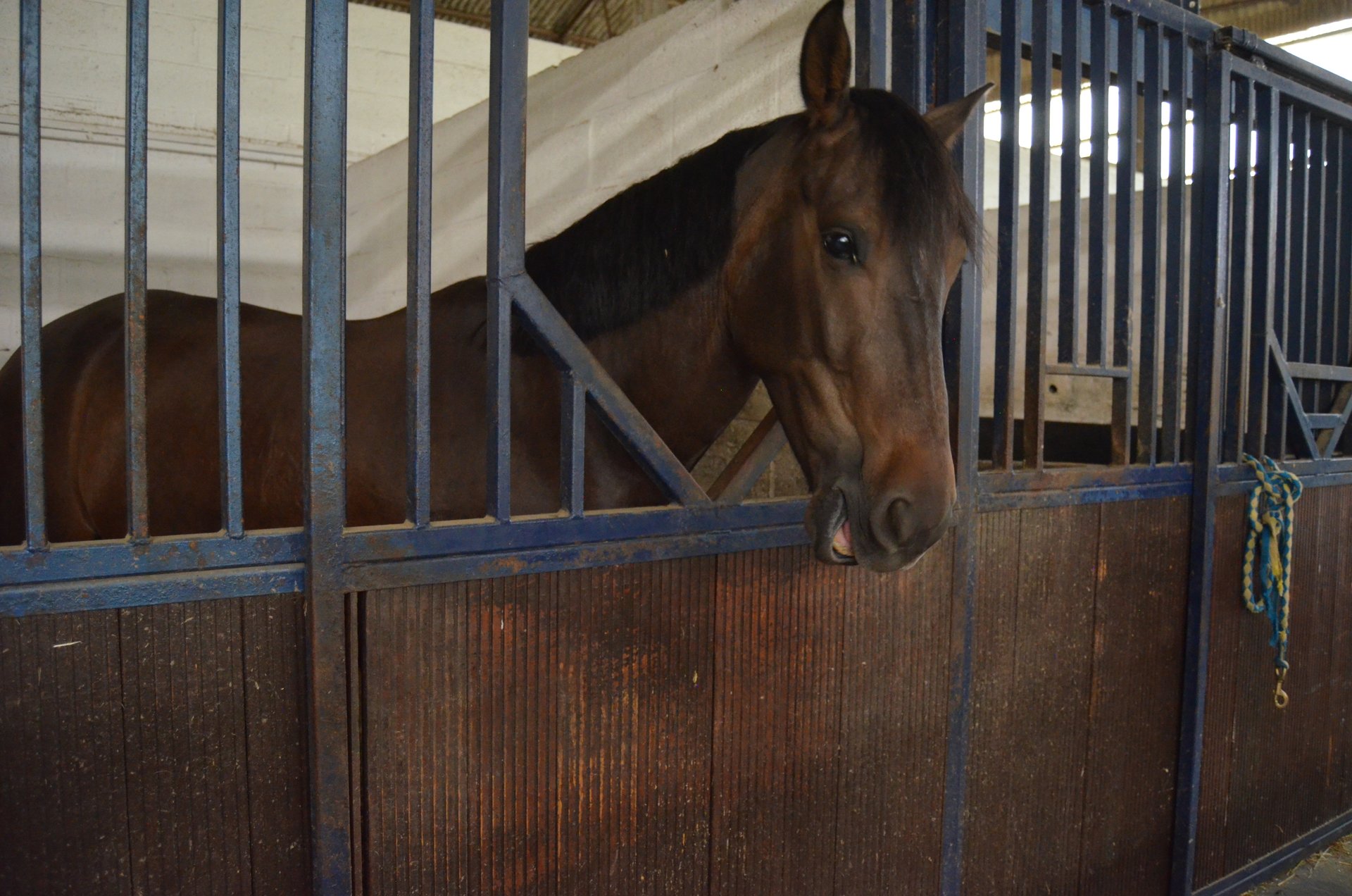 Уход за лошадьми. Тренировка. Танцор.