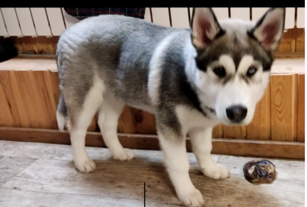 Хаа и КОПЫТО!.MP4