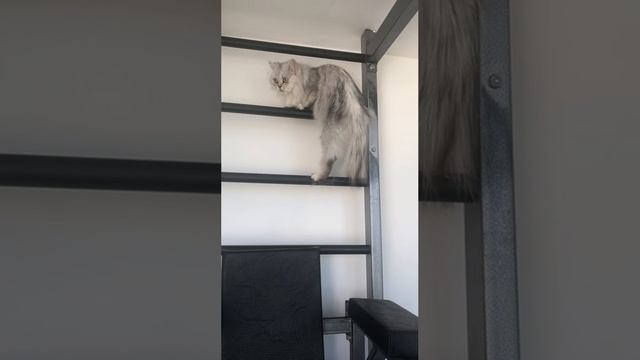 Кошка Лилу слезает со шкафа