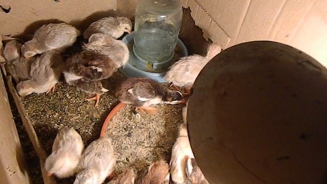 Дом для пенсионеров. Цесарки Кашира, 16.06.2021