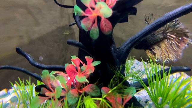 Забавная аквариумная рыбка Грегори и его подружка