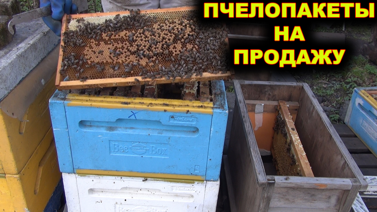 Пчелопакеты на продажу 5+1.