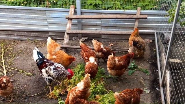 ДОЖДАЛИСЬ УТЯТ