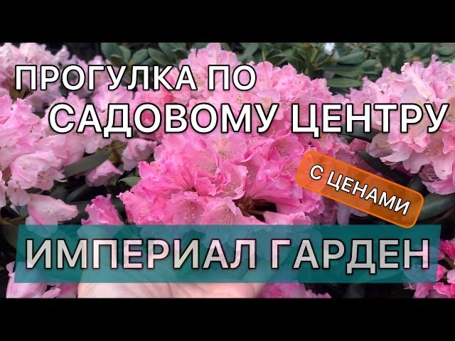 Сосна обыкновенная за три миллиона рублей, цветение рододендронов, арки из декоративных яблонь