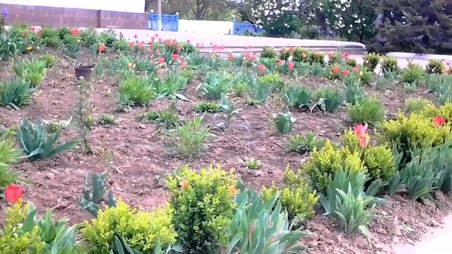 Украина. Никополь. Цветочная клумба с тюльпанами  Ukraine. Nikopol. Flower bed.mp4