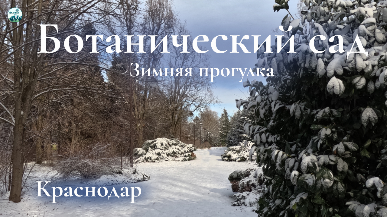 Краснодар. Зарисовки из зимнего Ботанического сада (Дендрария)