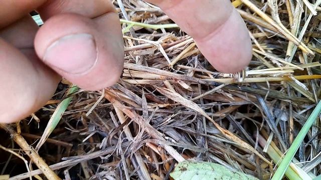 Боверия в действии