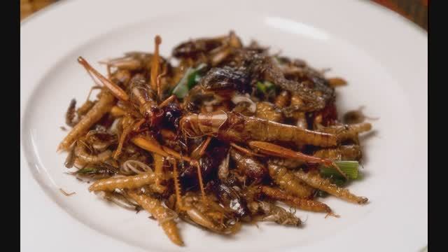 Топ 5 съедобных насекомых России. Еда для Выживания!