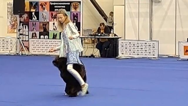Танцы с собаками.Чемпионат РКФ.Чемпионат Санкт--Петербурга.Всероссийские соревнования по танцам .