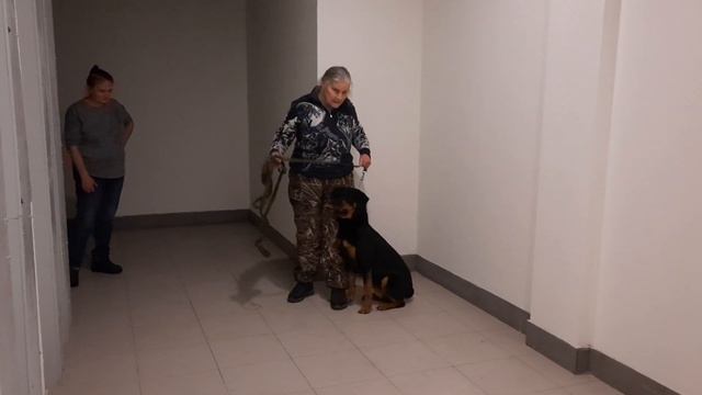 Обучаем собаку подчинению