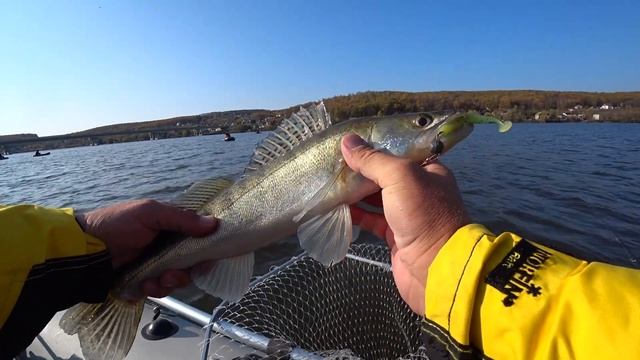 Судак на Белгородском водохранилище. Домашний водоем так ли он прост как кажется