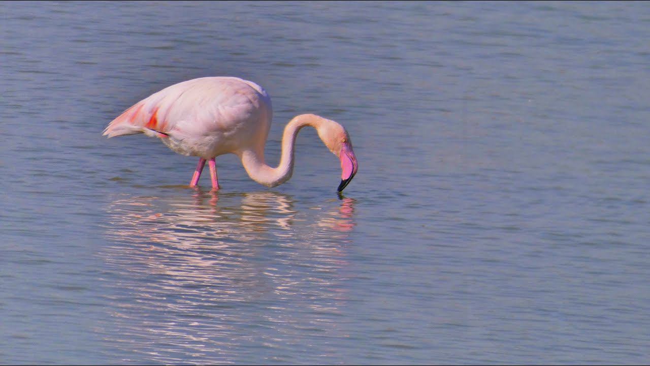 Зимовка фламинго на Кипре