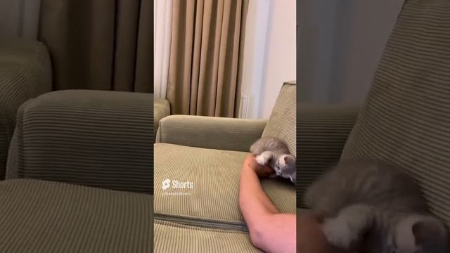 Котёнок 2023, часть № 17