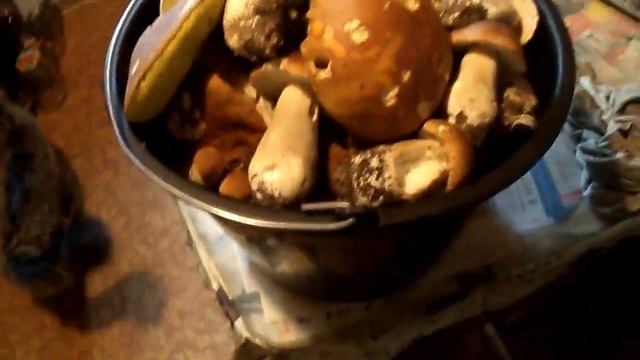 Белые грибы в Подмосковье.  Ведро белых за час!!!