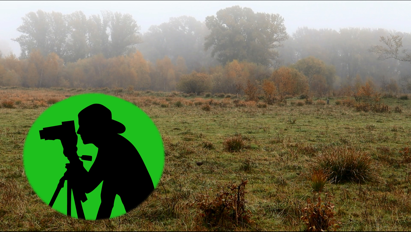 Звуки природы для расслабления, снятия стресса и крепкого сна / Туманный осенний день в лесу