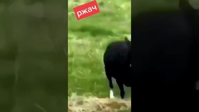 Семки есть а если найду