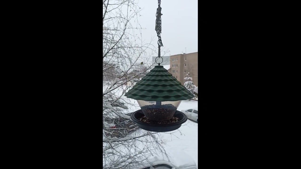 Подкармливаю птиц зимой. Подвесная кормушка