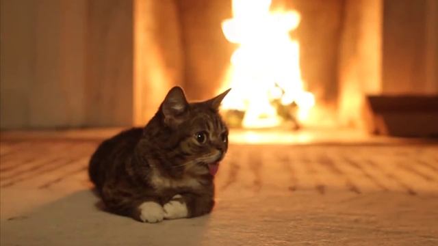 Кошечка у камина.