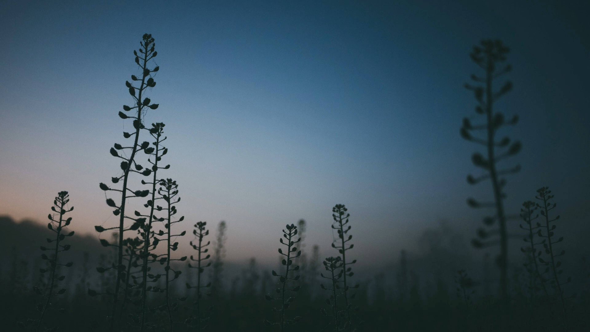 Carbon Based Lifeforms - M