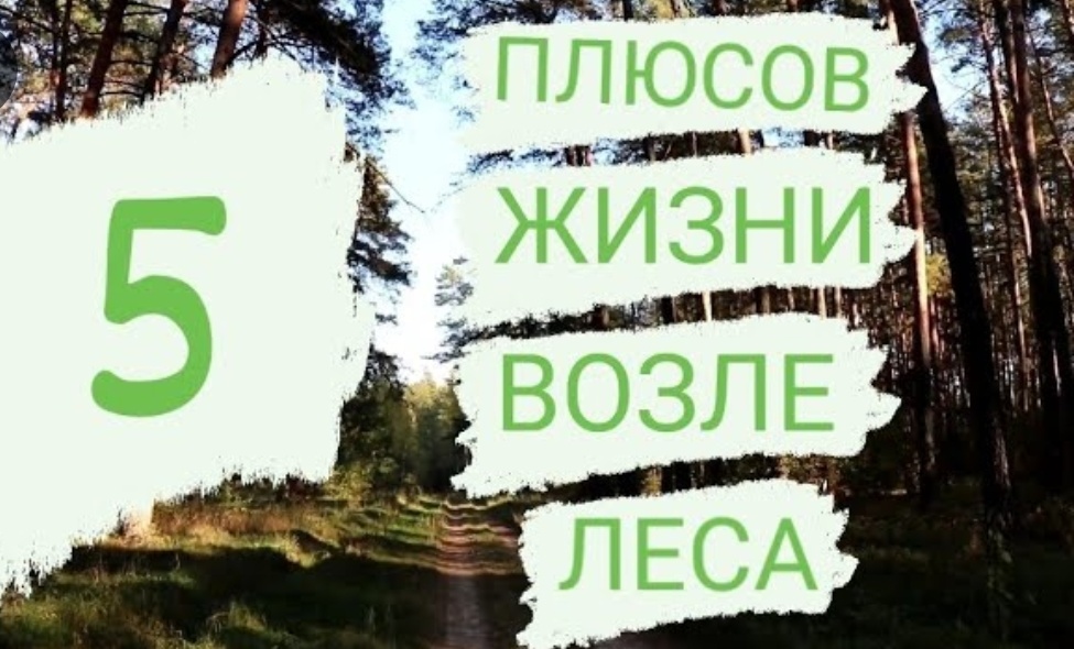 5 ПЛЮСОВ ЖИЗНИ ВОЗЛЕ ЛЕСА?