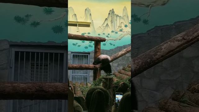 Гимнастка Катюша 🐼