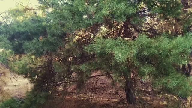 Сосновый бор. Сосна. Full HD 60fps. 1080рHD. Релакс-видео. Стоковое видео. Футажи осени.