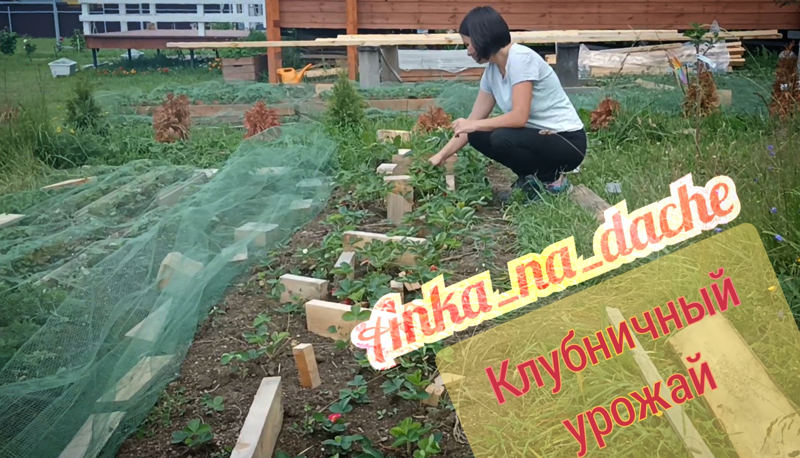Клубничный урожай