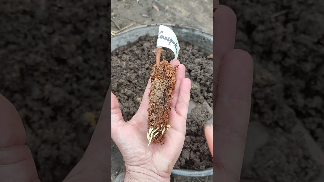 Клонекс гель и черенки.