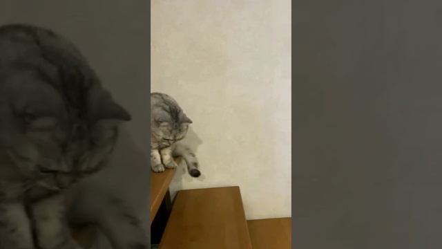 Кас, юмор домашние животные НЕ ЛЬЗЯ ПОВТОРЯТЬ