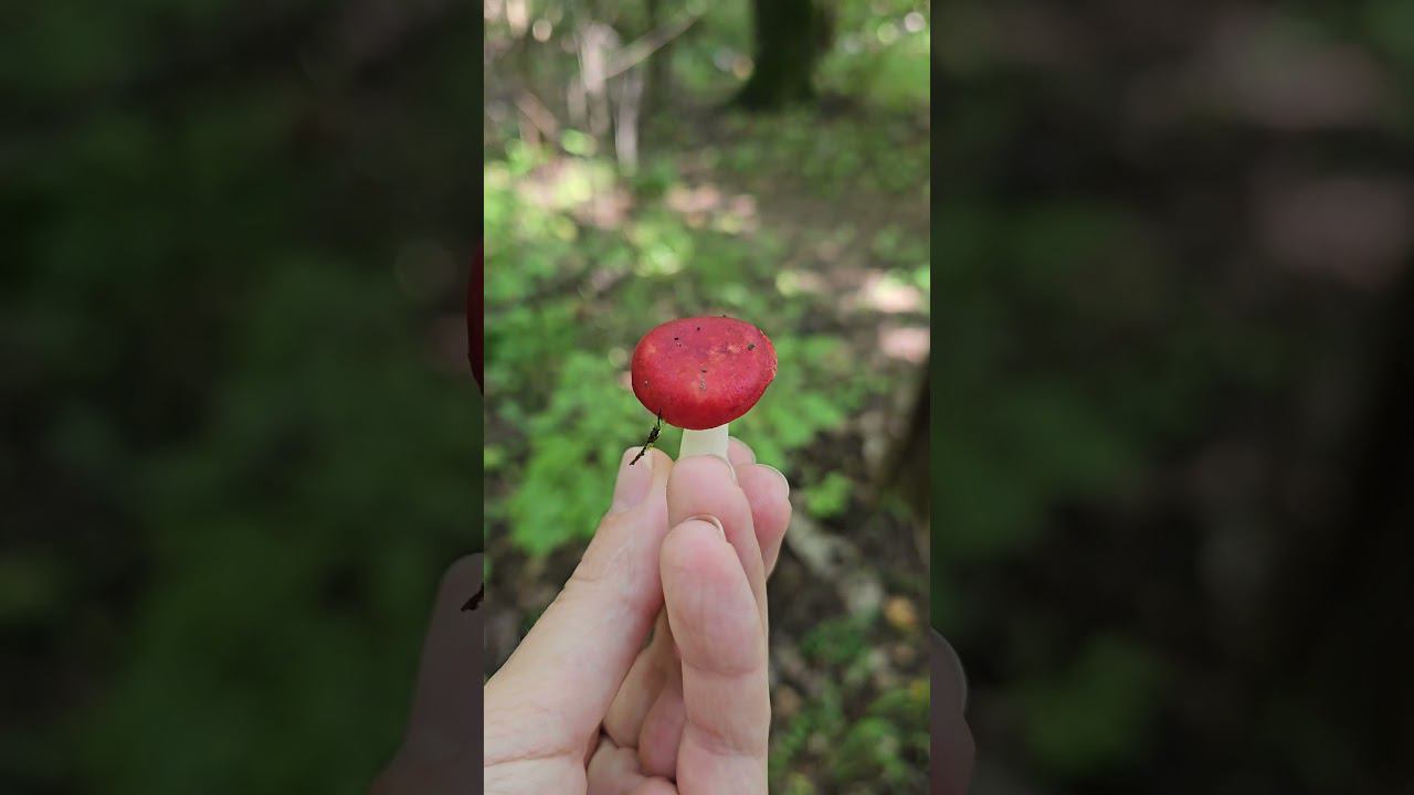 съела несъедобный гриб