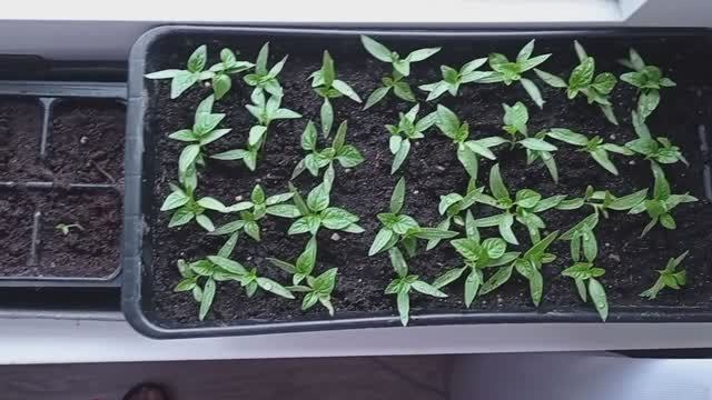 Начало весенних работ. Первая гроза. Архив от 02.04.2022г.