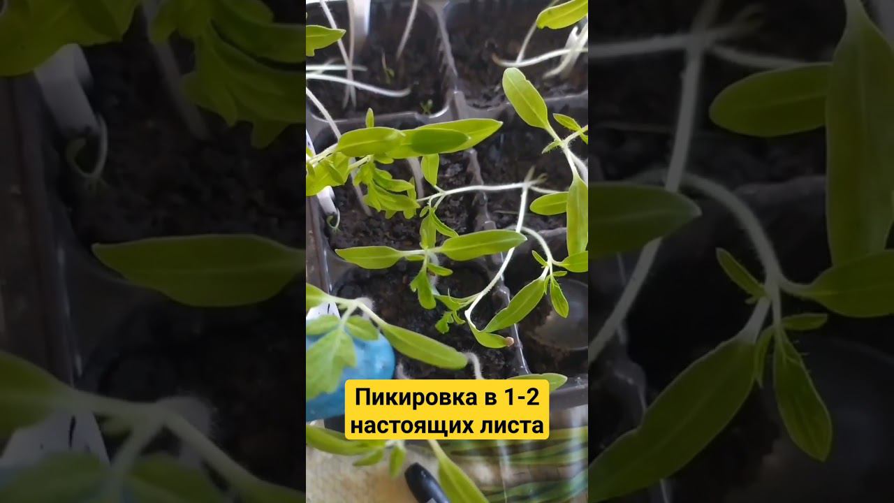 Когда лучше пикировать рассаду томатов. #дача #теплица #помидоры #томаты #рассада