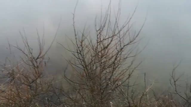 Мопеды