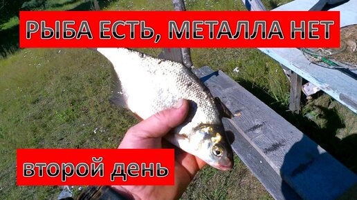 Рыба есть металла нет, второй день
