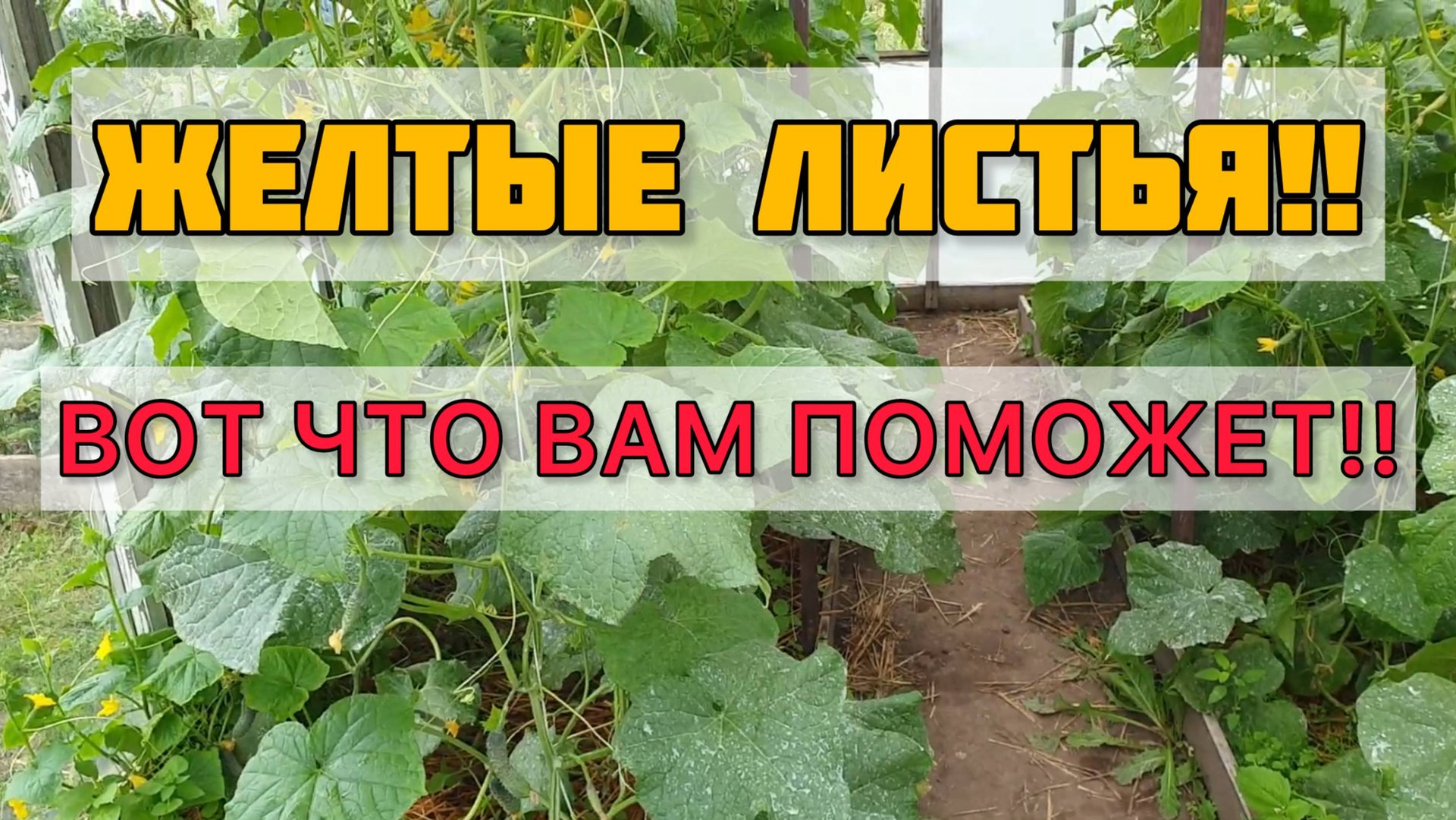 1 таблетка + дегтярное мыло. Огурцы не желтеют даже в августе. Супер урожай.