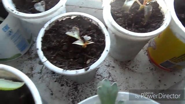 Обзор рассада март 2019г.mp4